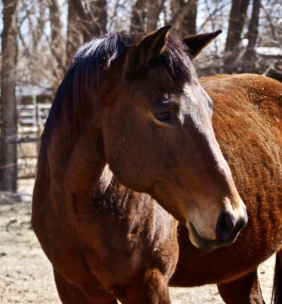 Mary - Sponsored by Robert & Kathy Clapper! - End of the Trail Rescue