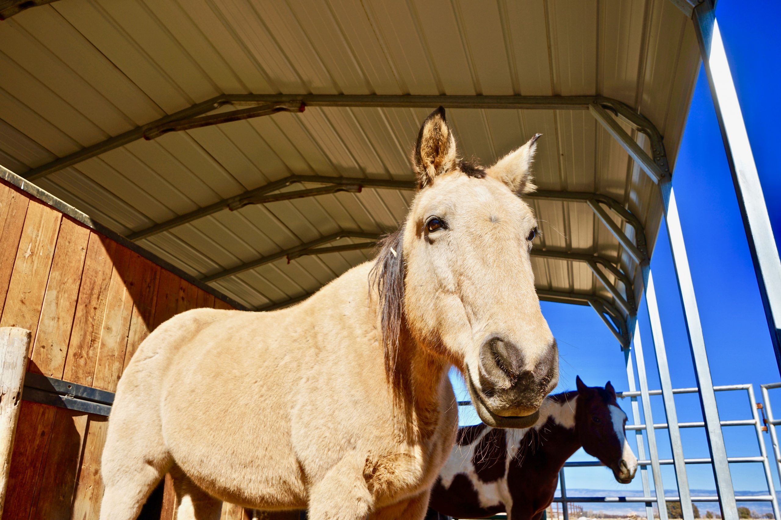 Meg - Please Sponsor Me! - End of the Trail Rescue