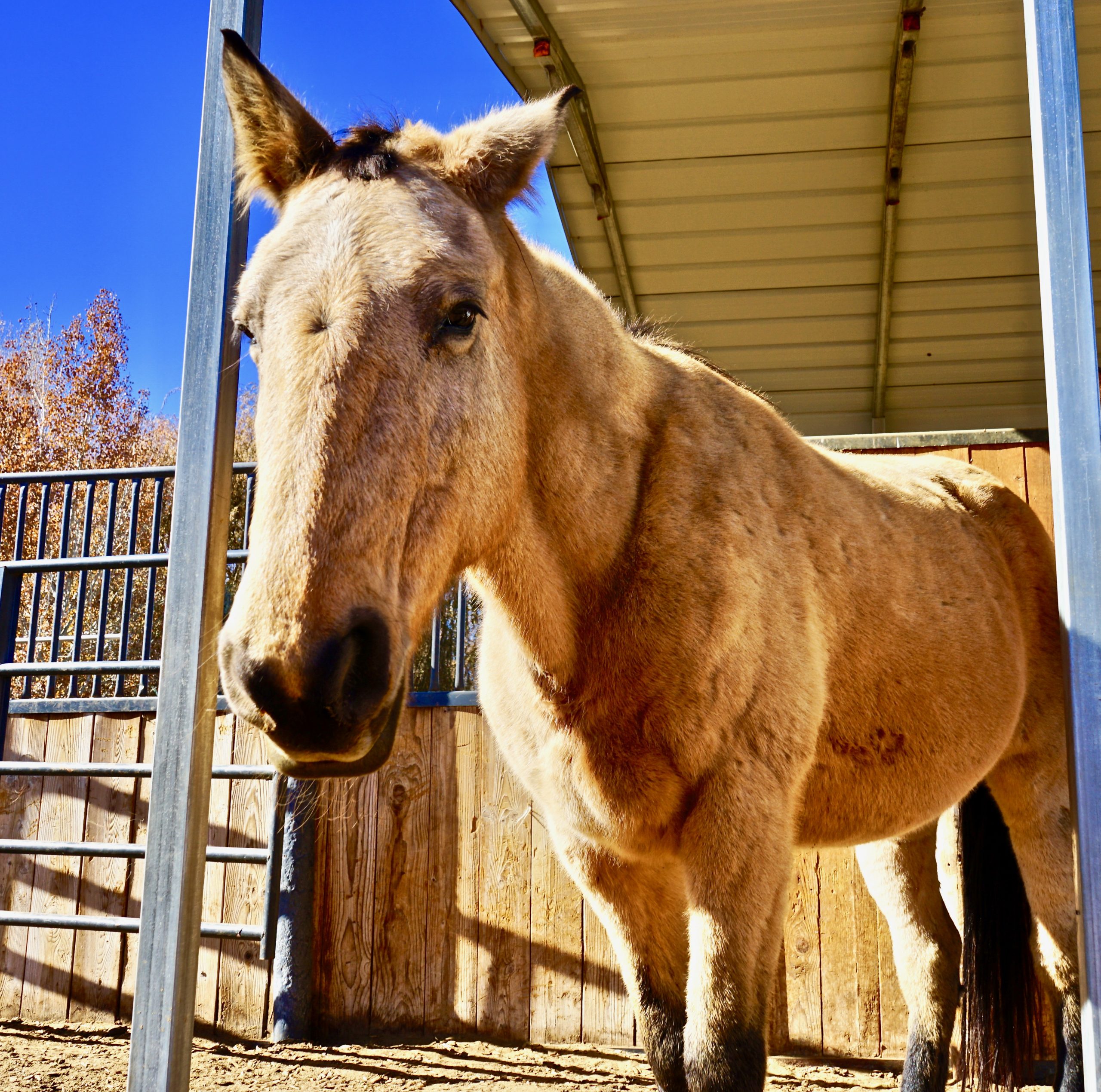 Meg - Please Sponsor Me! - End of the Trail Rescue