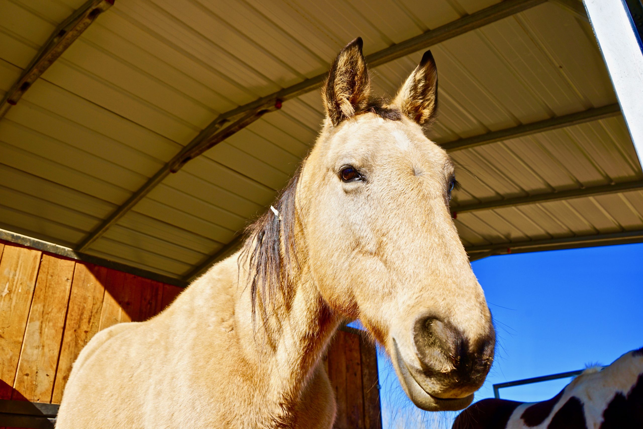 Meg - Please Sponsor Me! - End of the Trail Rescue